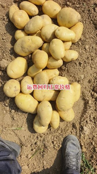 土豆价格最新行情走势图_土豆价格为什么上涨-第2张图片-山城妙识