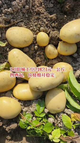 土豆价格最新行情走势图_土豆价格为什么上涨-第1张图片-山城妙识