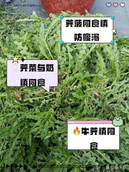 荠菜和什么吃了会中毒_荠菜相克食物有哪些-第3张图片-山城妙识