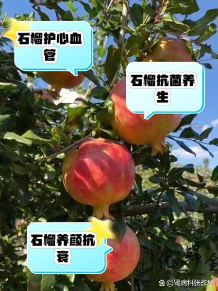 石榴吃了对身体有什么好处_石榴的功效与作用-第3张图片-山城妙识 石榴吃了对身体有什么好处_石榴的功效与作用-第3张图片-山城妙识