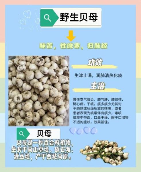 白贝母的功效与作用_白贝母怎么吃效果最好-第1张图片-山城妙识