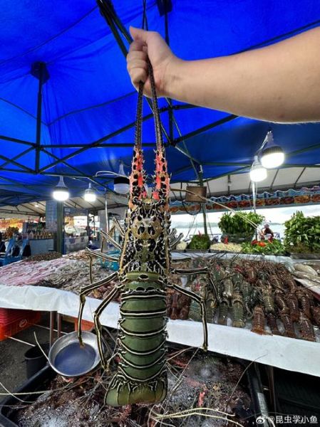 大龙虾多少钱一只_大龙虾价格怎么算-第2张图片-山城妙识