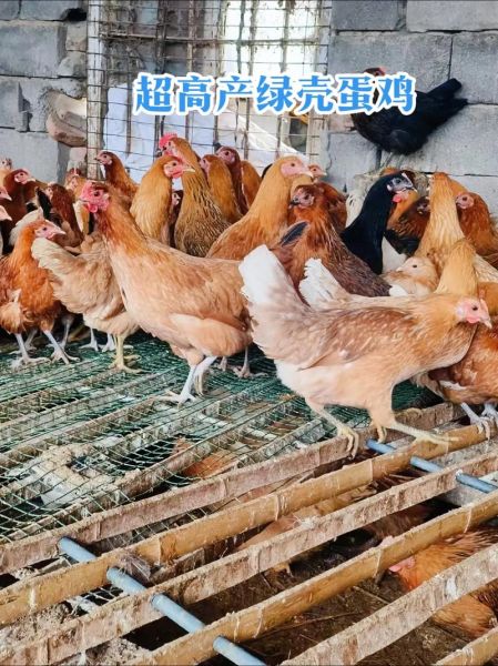 绿壳蛋鸡品种有哪些_哪种产蛋量高-第1张图片-山城妙识