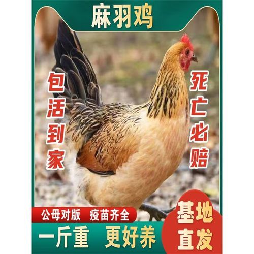 绿壳蛋鸡品种有哪些_哪种产蛋量高-第3张图片-山城妙识