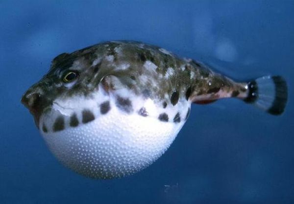 河鲀和河豚一样吗_河鲀和河豚区别在哪-第2张图片-山城妙识