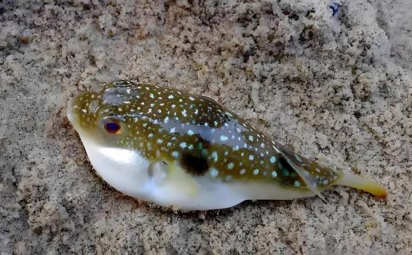 河鲀和河豚一样吗_河鲀和河豚区别在哪-第1张图片-山城妙识