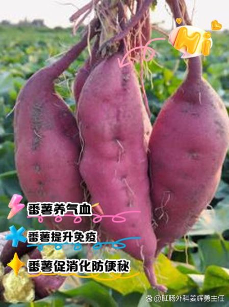 番薯的功效与作用_番薯能减肥吗-第1张图片-山城妙识