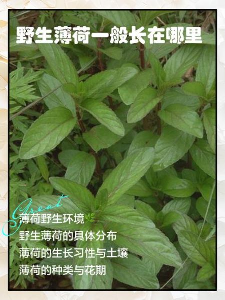 野生薄荷长什么样子_如何辨别野生薄荷-第2张图片-山城妙识 野生薄荷长什么样子_如何辨别野生薄荷-第2张图片-山城妙识