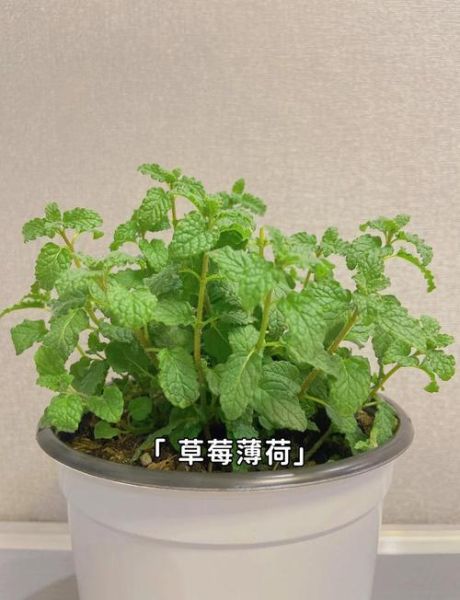 野生薄荷长什么样子_如何辨别野生薄荷-第1张图片-山城妙识 野生薄荷长什么样子_如何辨别野生薄荷-第1张图片-山城妙识