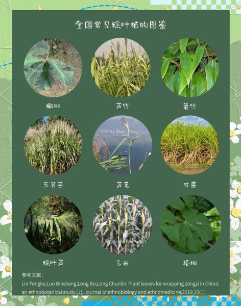 粽叶图片大全大图_粽叶有哪些品种-第2张图片-山城妙识