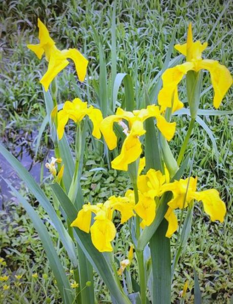 菖蒲图片大全_菖蒲品种怎么区分-第1张图片-山城妙识