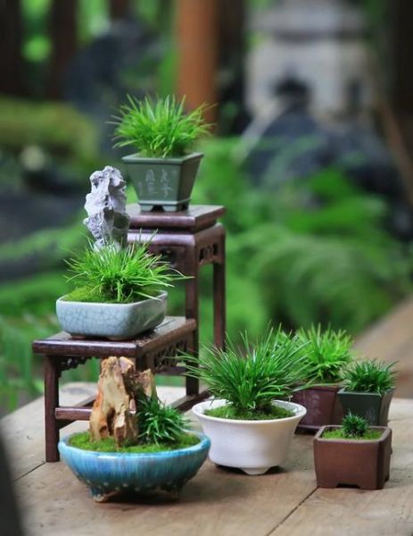 菖蒲图片大全_菖蒲品种怎么区分-第2张图片-山城妙识