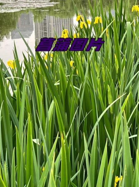 菖蒲图片大全_菖蒲品种怎么区分-第3张图片-山城妙识