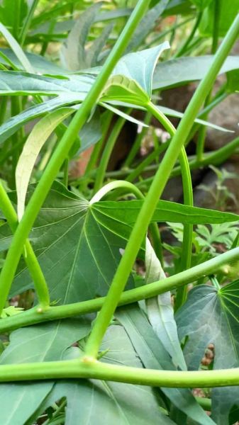 地瓜梗的功效与作用_地瓜梗的禁忌有哪些-第1张图片-山城妙识