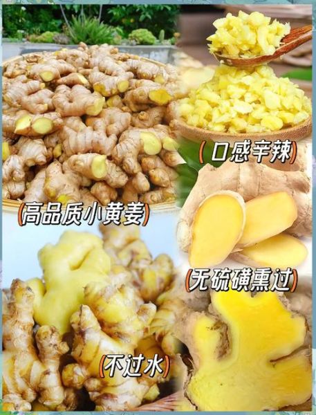 姜怎么吃最养生_姜的吃法大全-第3张图片-山城妙识