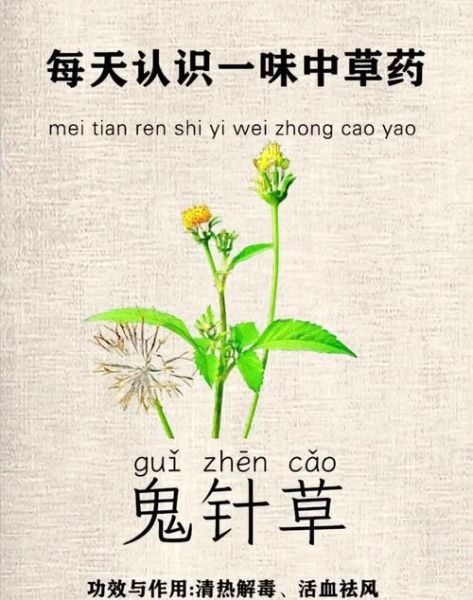 鬼针草的功效与作用及禁忌_鬼针草泡水喝的副作用-第1张图片-山城妙识