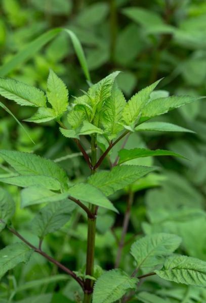 鬼针草的功效与作用及禁忌_鬼针草泡水喝的副作用-第2张图片-山城妙识