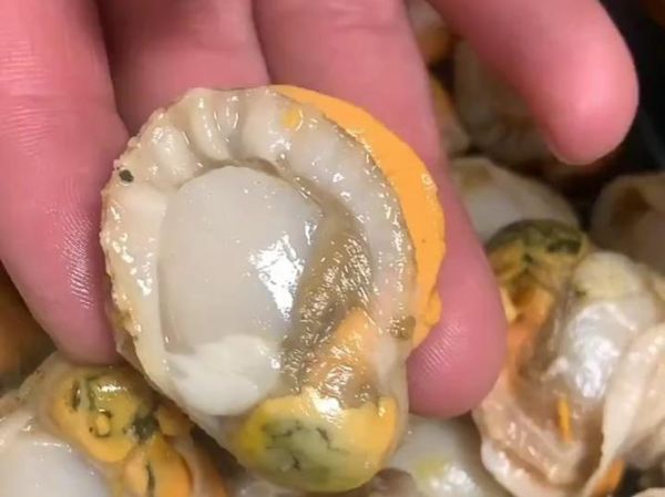 扇贝肉怎么清洗_扇贝肉清洗视频教程-第1张图片-山城妙识 扇贝肉怎么清洗_扇贝肉清洗视频教程-第1张图片-山城妙识