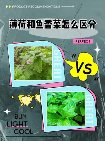 鱼香菜和薄荷的区别_鱼香菜是不是薄荷-第1张图片-山城妙识 鱼香菜和薄荷的区别_鱼香菜是不是薄荷-第1张图片-山城妙识
