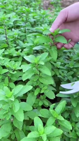 鱼香菜和薄荷的区别_鱼香菜是不是薄荷-第3张图片-山城妙识 鱼香菜和薄荷的区别_鱼香菜是不是薄荷-第3张图片-山城妙识