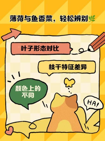 鱼香菜和薄荷的区别_鱼香菜是不是薄荷-第2张图片-山城妙识 鱼香菜和薄荷的区别_鱼香菜是不是薄荷-第2张图片-山城妙识
