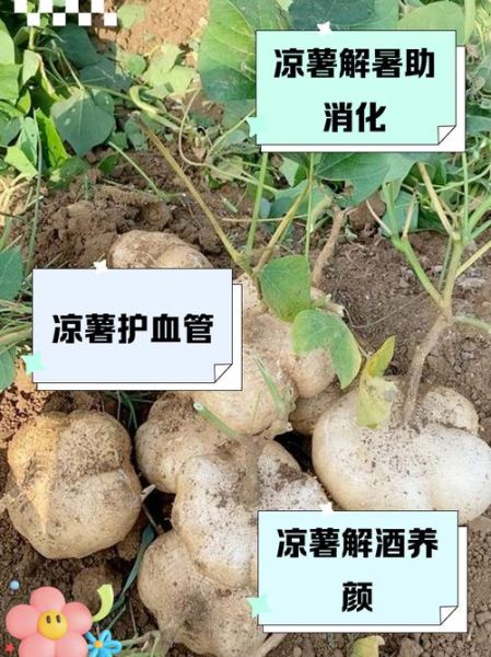 白地瓜的功效与作用及禁忌_白地瓜什么人不能吃-第1张图片-山城妙识