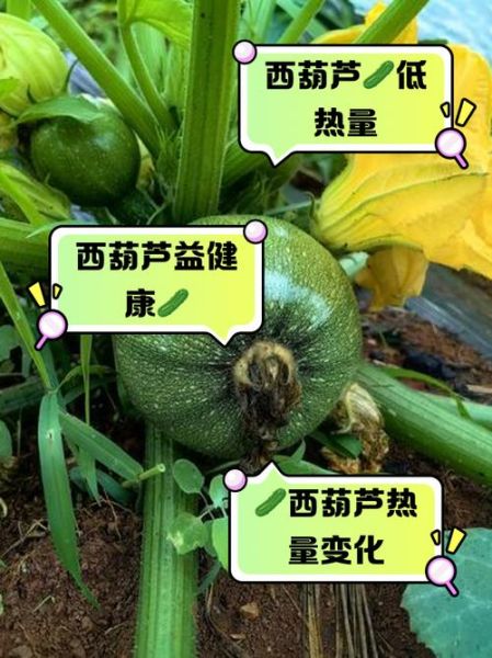 西葫芦热量高吗_西葫芦营养价值有哪些-第1张图片-山城妙识 西葫芦热量高吗_西葫芦营养价值有哪些-第1张图片-山城妙识