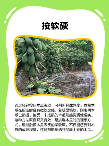 木瓜特别硬特别香_怎么挑选-第1张图片-山城妙识