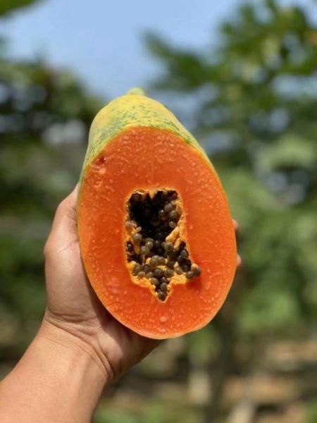 木瓜特别硬特别香_怎么挑选-第2张图片-山城妙识