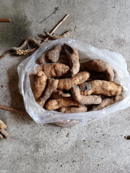 天麻价格多少钱一斤_野生天麻和种植天麻价格差多少-第2张图片-山城妙识