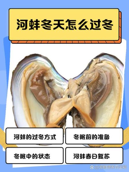 河蚌吃什么部位_河蚌可食用部位图解-第3张图片-山城妙识