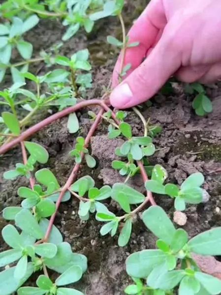 马齿菜白醋治白发真的有用吗_马齿菜白醋怎么使用-第2张图片-山城妙识