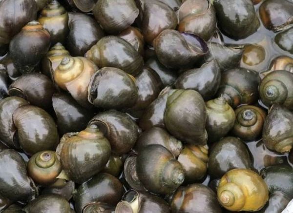 福寿螺图片大全大图_福寿螺长什么样-第1张图片-山城妙识