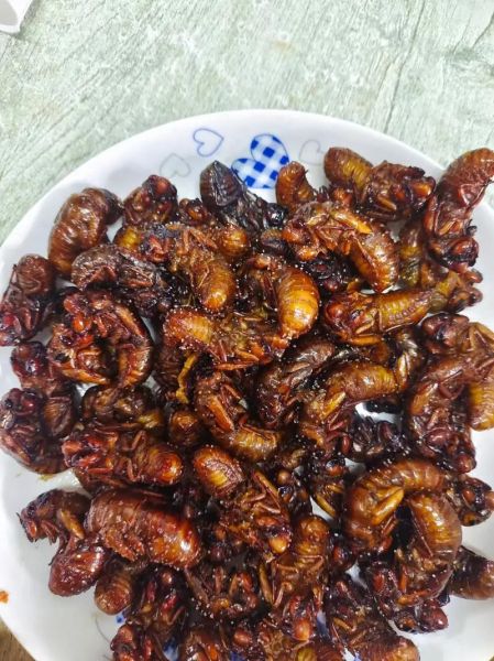 知了猴怎么炸才酥脆_知了猴怎么腌制入味-第1张图片-山城妙识