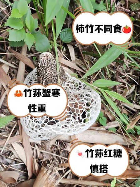 竹荪怎么吃_竹荪禁忌有哪些-第2张图片-山城妙识 竹荪怎么吃_竹荪禁忌有哪些-第2张图片-山城妙识