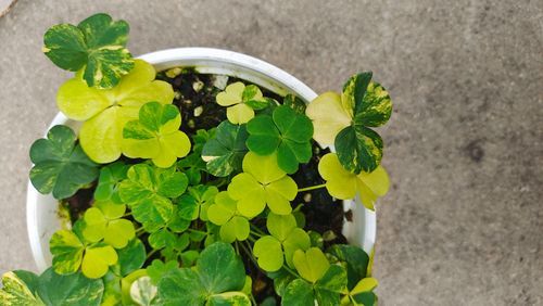 酢浆草图片怎么拍_酢浆草和四叶草的区别-第1张图片-山城妙识