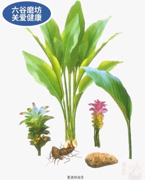 郁金的功效与作用及食用方法_郁金怎么吃效果最好-第1张图片-山城妙识