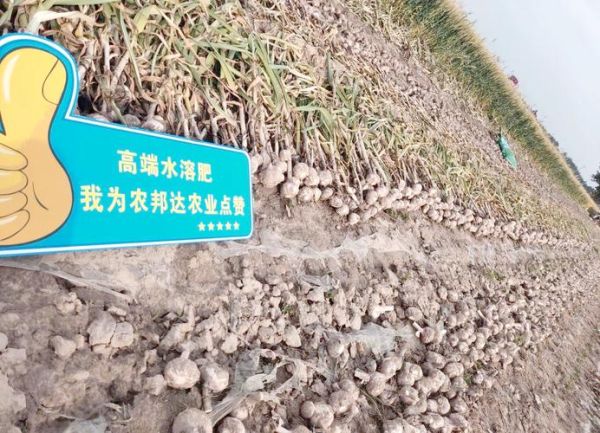 大蒜种植成本与利润_每亩能赚多少钱-第3张图片-山城妙识 大蒜种植成本与利润_每亩能赚多少钱-第3张图片-山城妙识