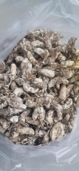 金蝉花多少钱一斤_金蝉花价格为什么差距大-第1张图片-山城妙识