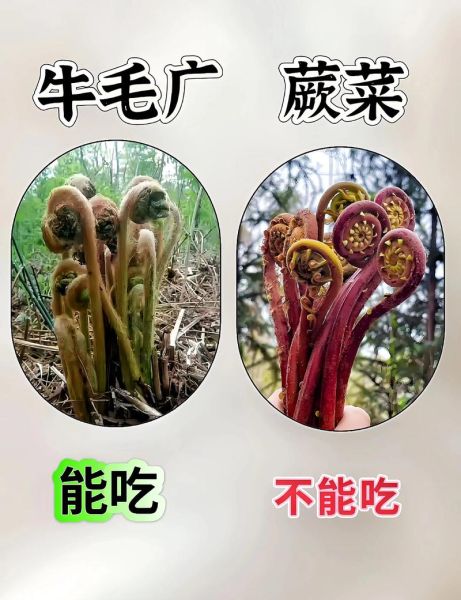 山野菜有哪些品种_如何识别可食用山野菜-第1张图片-山城妙识