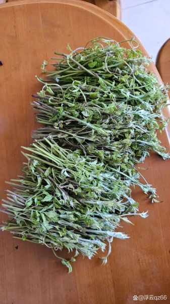 山野菜有哪些品种_如何识别可食用山野菜-第3张图片-山城妙识