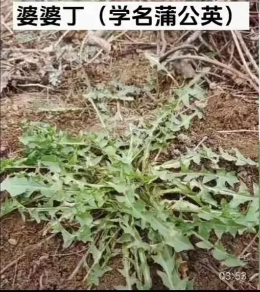 山野菜有哪些品种_如何识别可食用山野菜-第2张图片-山城妙识