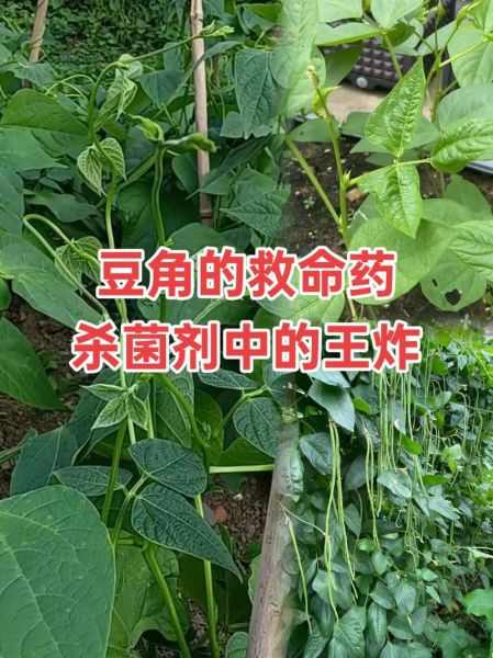 豆角中毒怎么办_豆角中毒自救三招-第3张图片-山城妙识