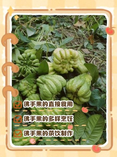 佛手果吃多了有什么危害_佛手果一天吃多少合适-第3张图片-山城妙识