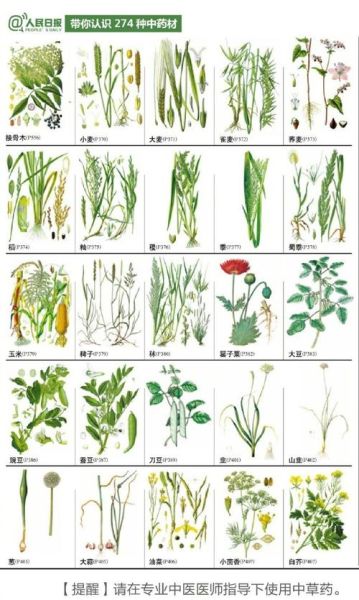 中草药大全图解_如何快速识别常见草药-第1张图片-山城妙识 中草药大全图解_如何快速识别常见草药-第1张图片-山城妙识