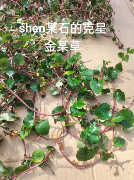 金钱草图片与鉴别_真假金钱草怎么区分-第3张图片-山城妙识