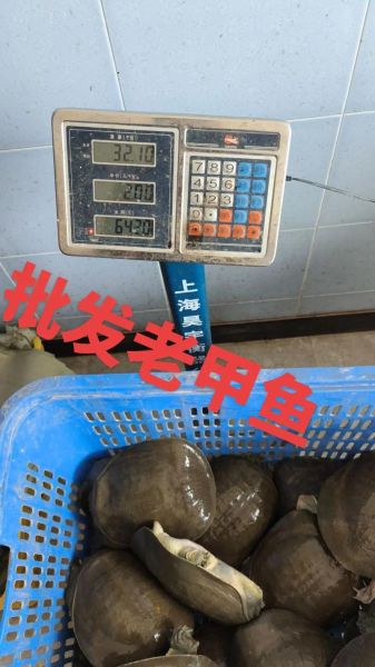 养殖甲鱼多少钱一斤_甲鱼批发价格行情-第1张图片-山城妙识