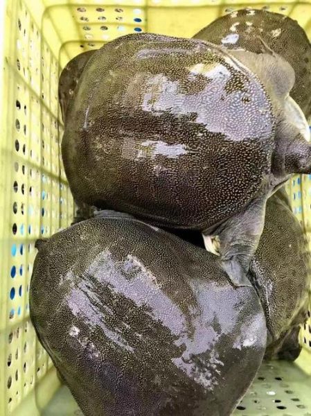 养殖甲鱼多少钱一斤_甲鱼批发价格行情-第2张图片-山城妙识