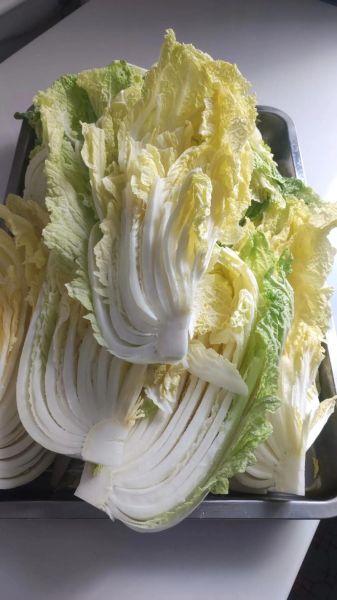 大白菜怎么保存不烂_大白菜图片怎么拍好看-第3张图片-山城妙识 大白菜怎么保存不烂_大白菜图片怎么拍好看-第3张图片-山城妙识