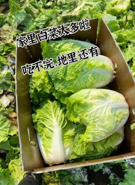 大白菜怎么保存不烂_大白菜图片怎么拍好看-第1张图片-山城妙识 大白菜怎么保存不烂_大白菜图片怎么拍好看-第1张图片-山城妙识